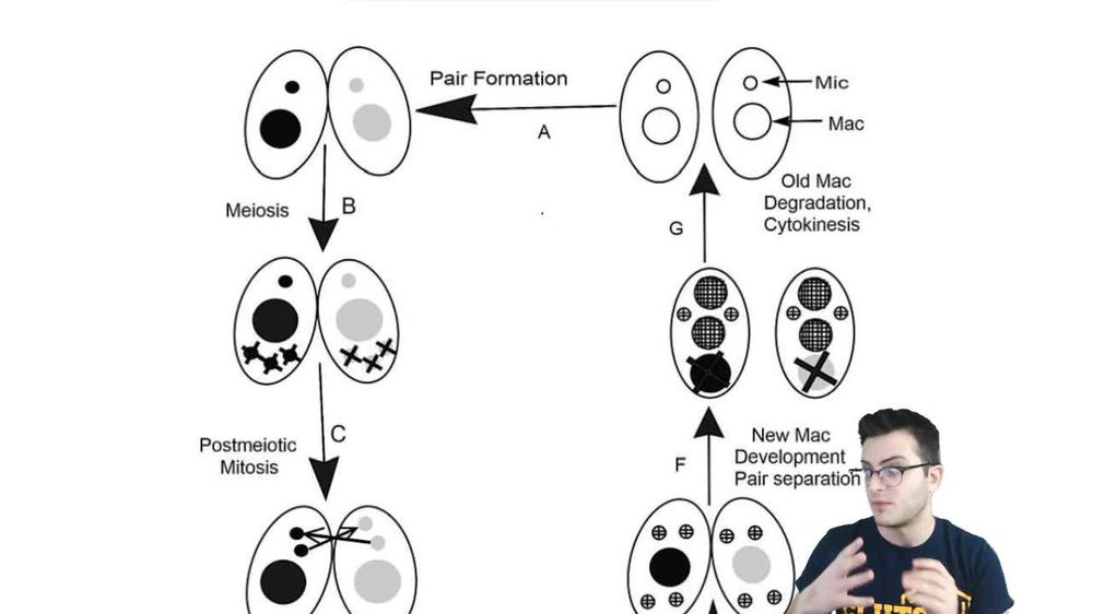 Protists - SAR Clade I | BIALIGY.com | Pearson+ Channels