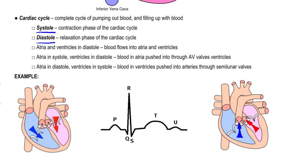Cardiac Cycle Animation