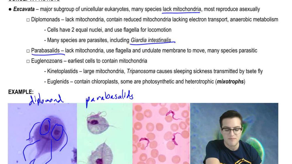 Animation: Life Cycle of a Malaria Parasite | Pearson+ Channels