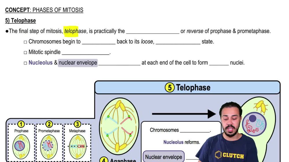 Animation: Mitosis | Pearson+ Channels