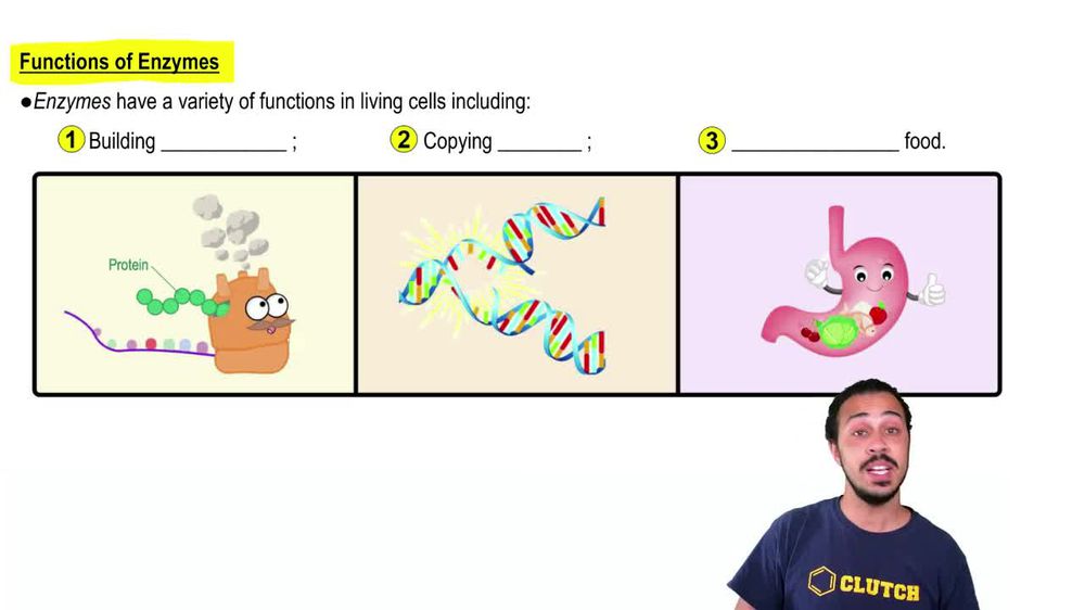 Animation: Enzymes: Steps in a Reaction | Pearson+ Channels