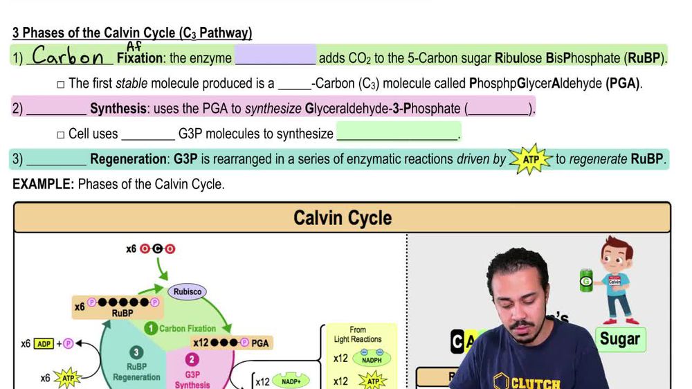 What is the role of NADP+ in photosynthesis? | Pearson+ Channels