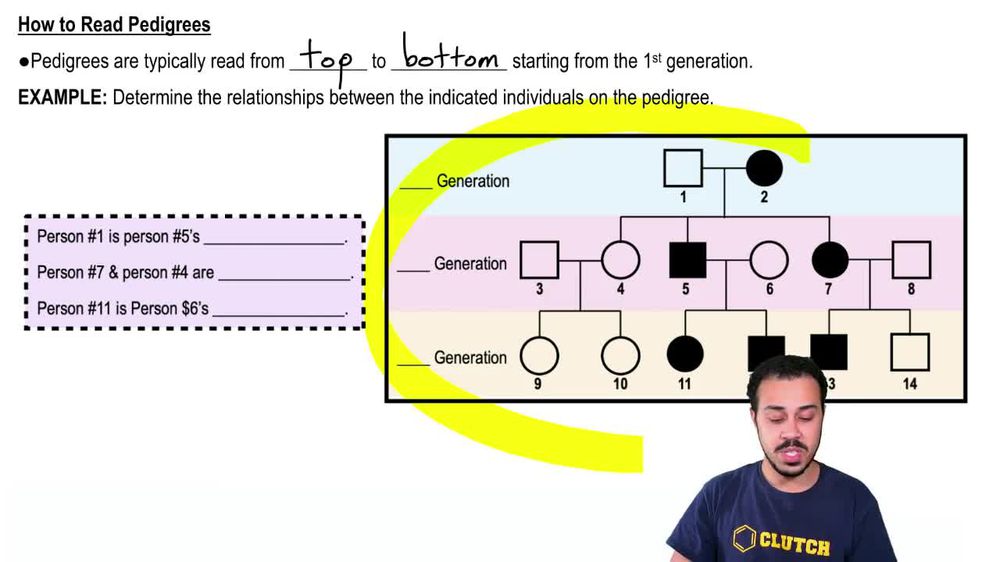 GCSE Biology - Family Trees / Family Pedigrees #74 | Pearson+ Channels