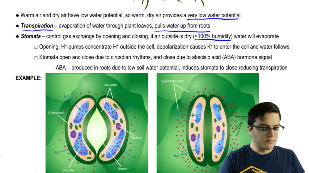 Xylem and Phloem - Transport in Plants | Biology | FreeAnimatedEd ...