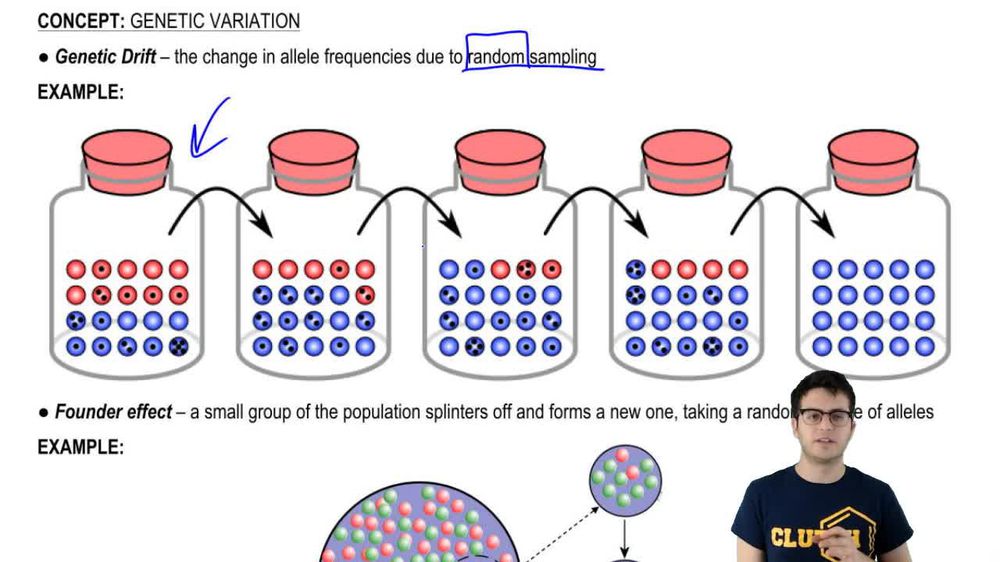 Natural selection changes allele frequencies because some ...