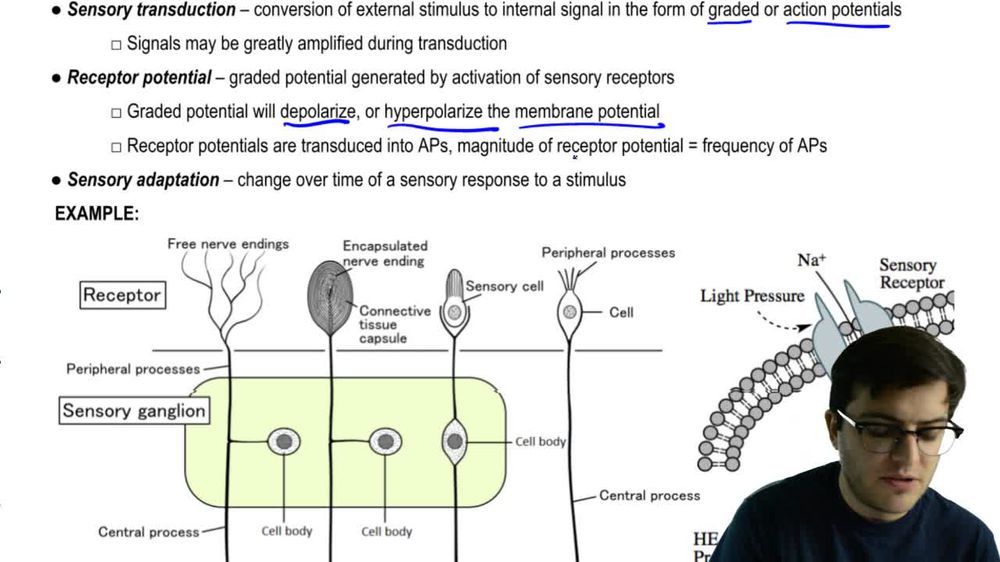 Which sensory distinction is not encoded by a difference in neuro ...
