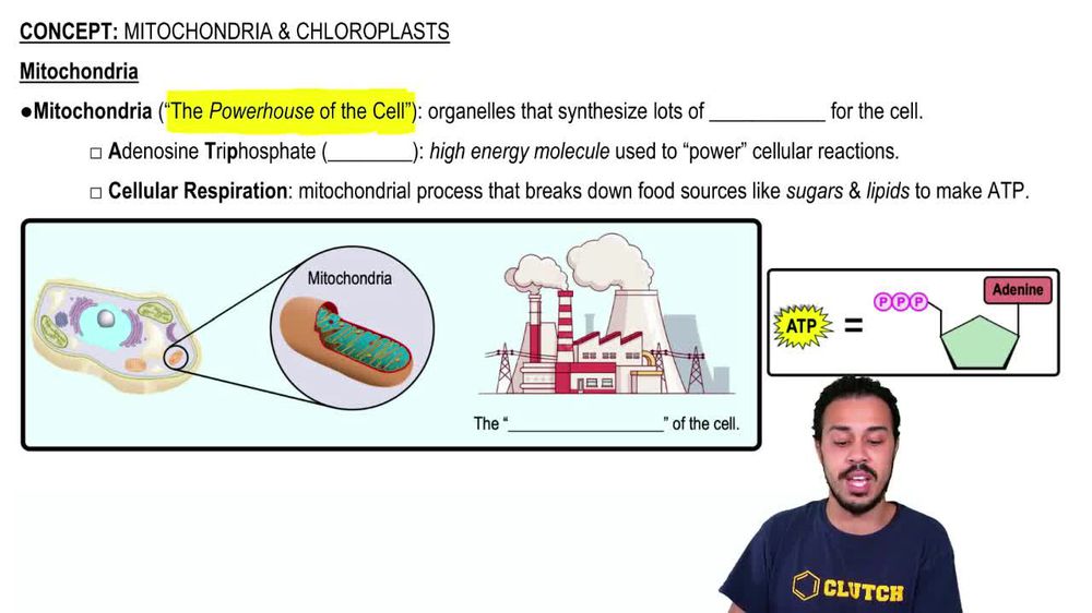 BioFlix: Chloroplasts and Mitochondria | Pearson+ Channels