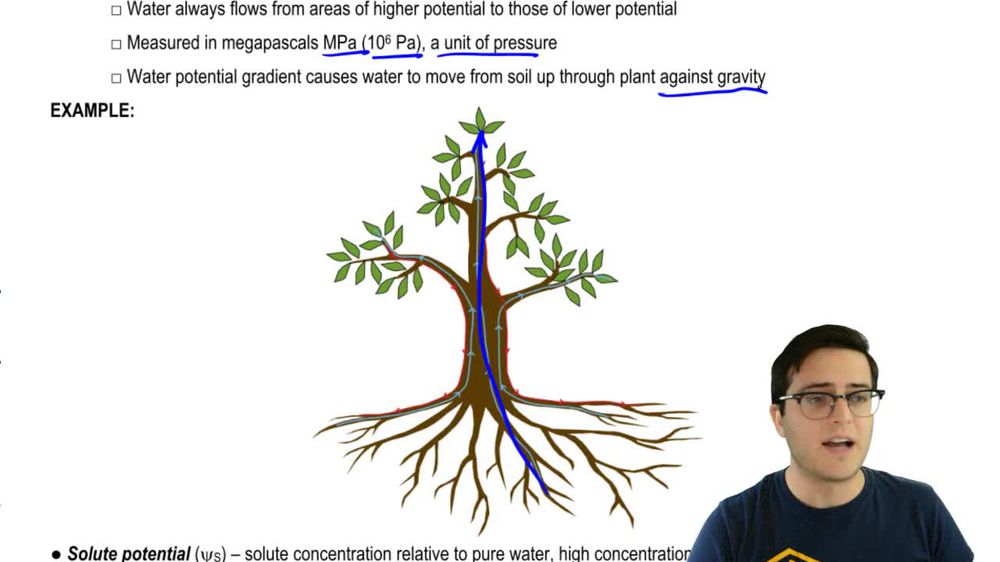 Xylem and Phloem - Transport in Plants | Biology | FreeAnimatedEd ...
