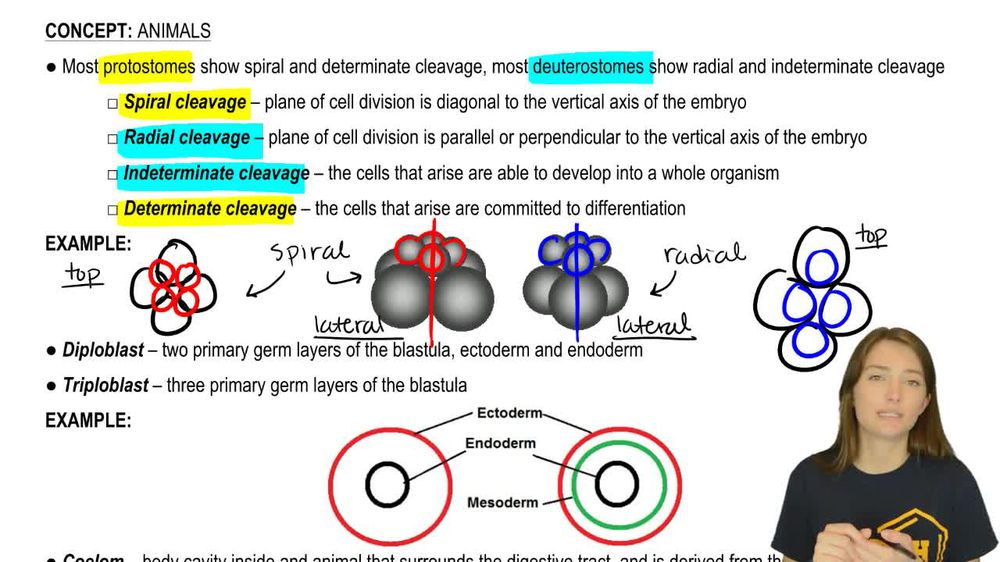 Indeterminate cleavage produces embryonic cells that ...