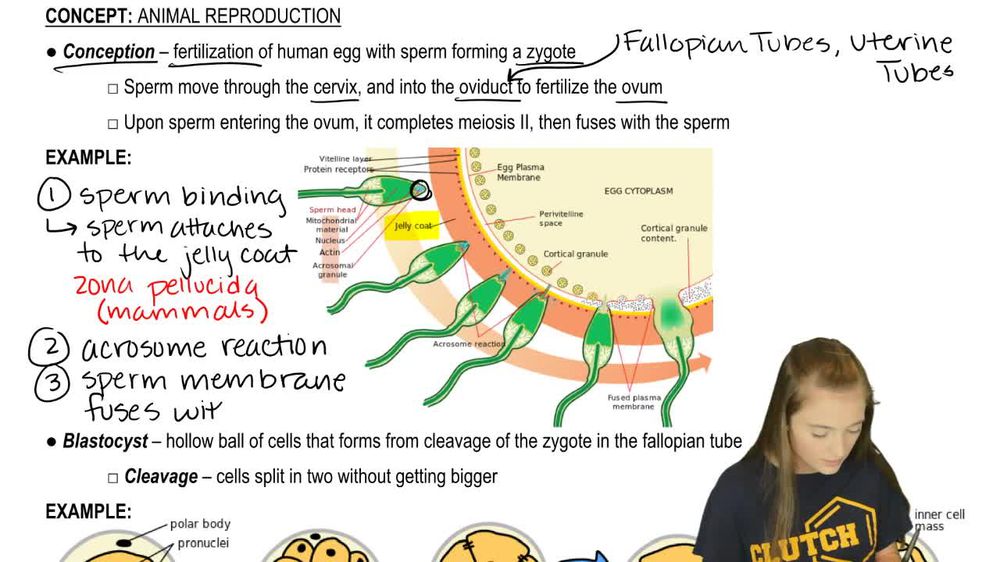 Menstrual Cycle (Mnemonic) | Pearson+ Channels