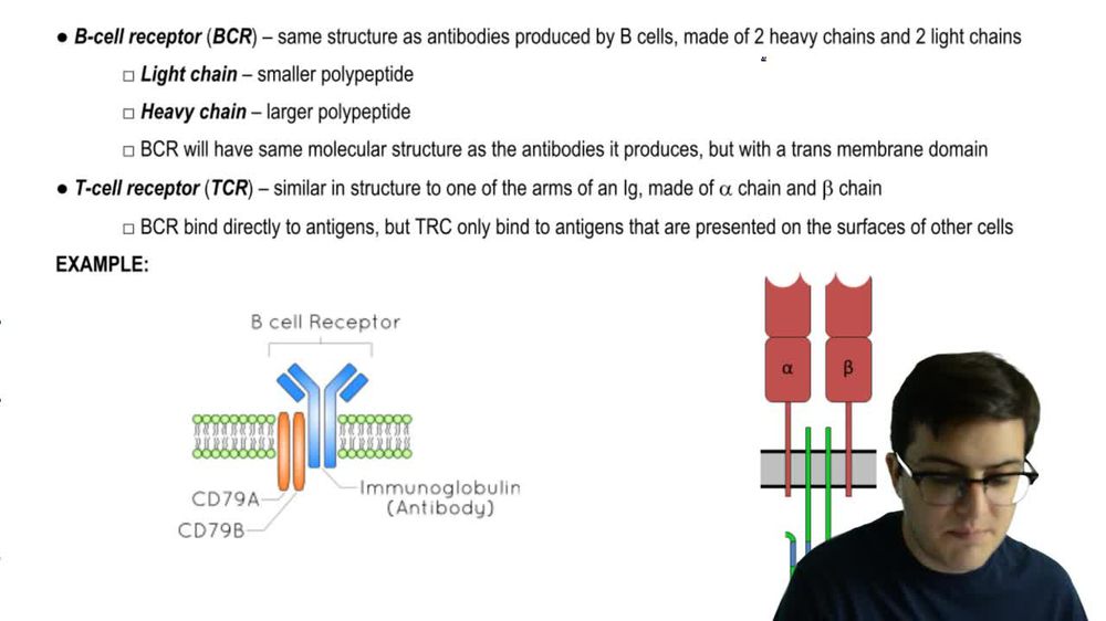 T cell types | Helper T cells and cytotoxic T cells | Pearson+ Channels