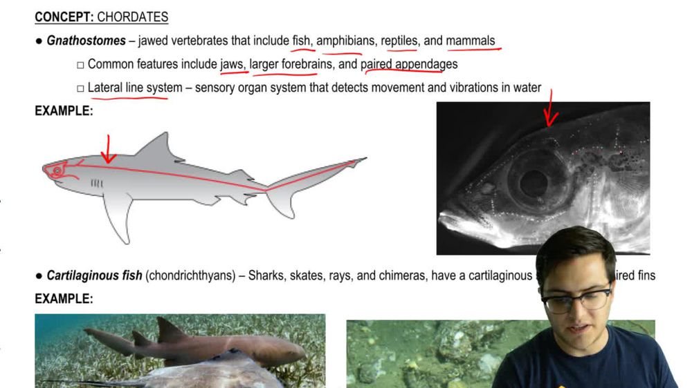 Gnathostomes | Pearson+ Channels