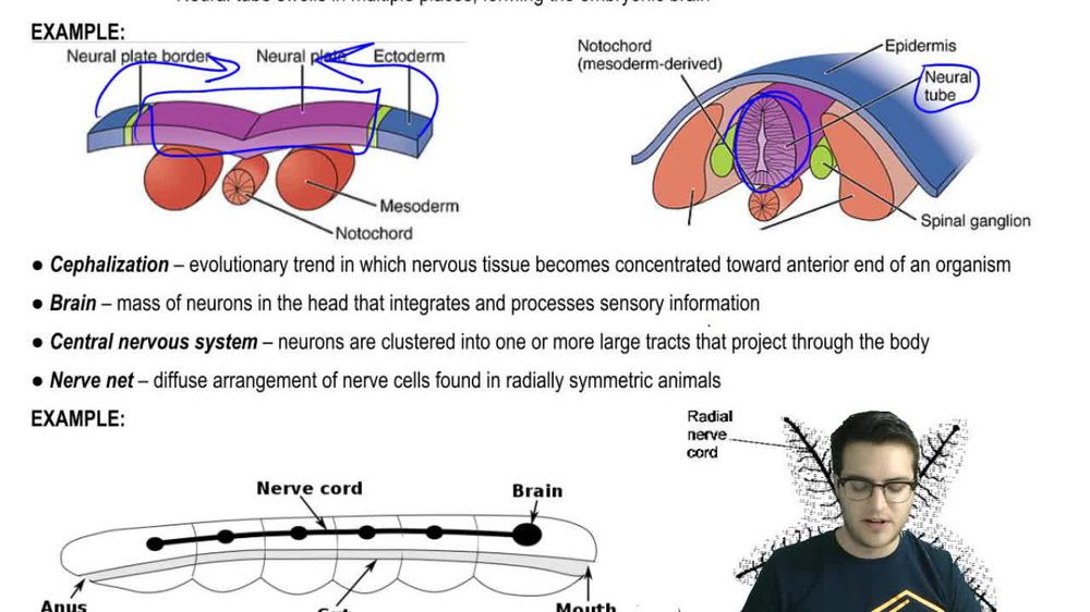 Indeterminate cleavage produces embryonic cells that ...