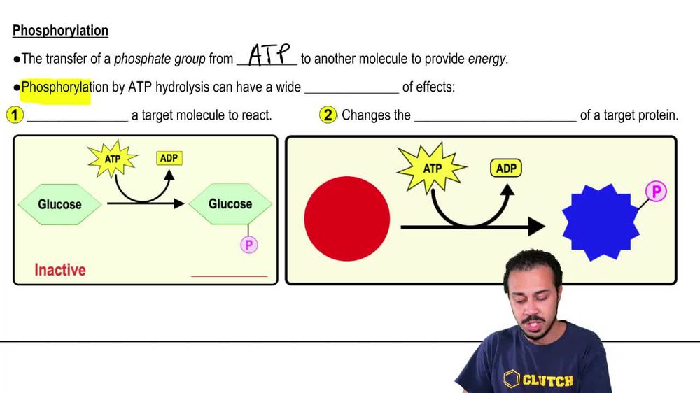 Atp Hydrolysis Animation