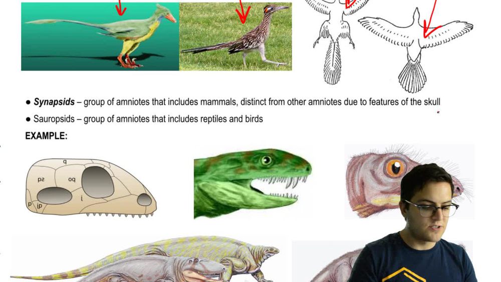 Mammals and Monotremes | Pearson+ Channels