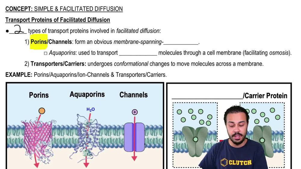 Facilitated Diffusion Animation