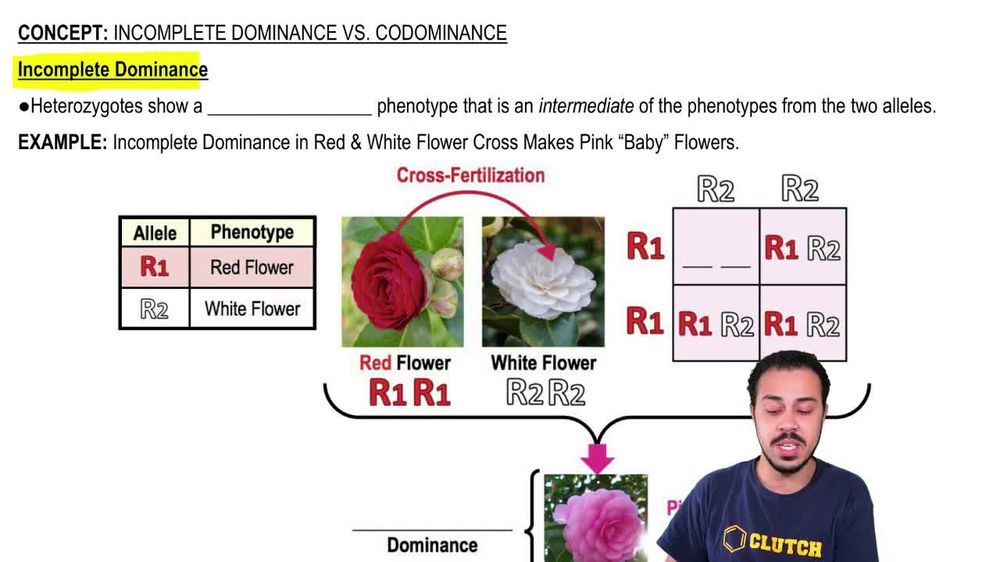 A gene for the MN blood group has codominant alleles M and N. If ...