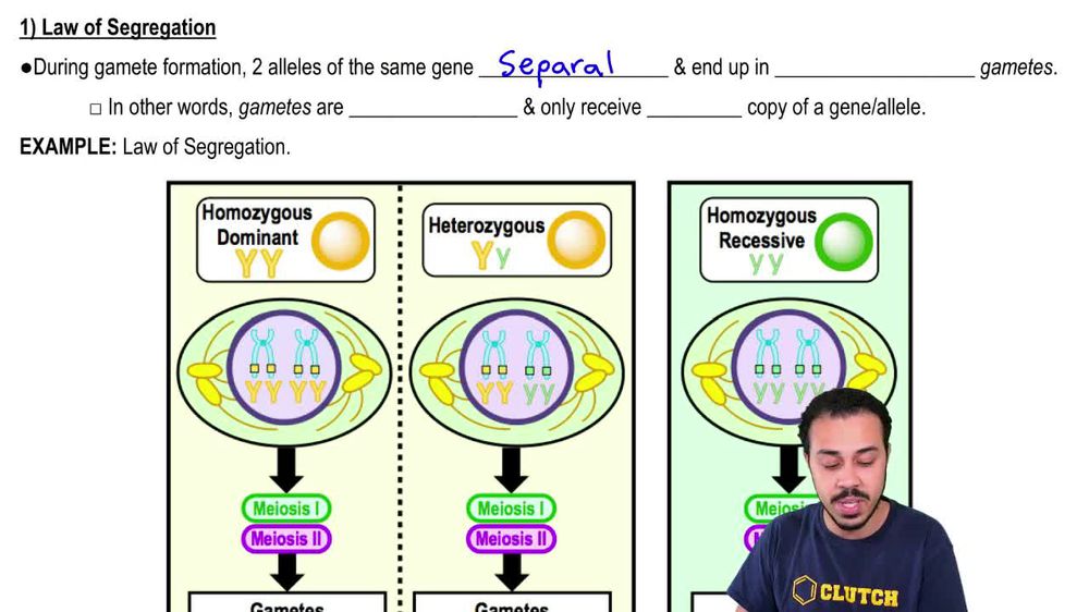 Law Of Segregation Example