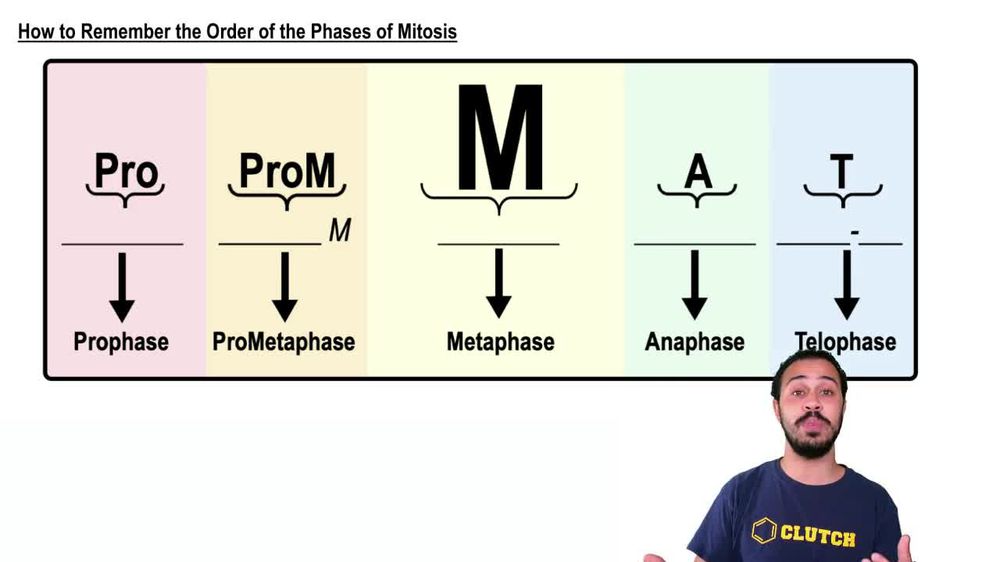 Mitosis | Interphase, Prophase, Metaphase, Anaphase and Telophase ...