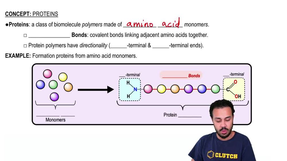 Animation: Protein Structure | Pearson+ Channels