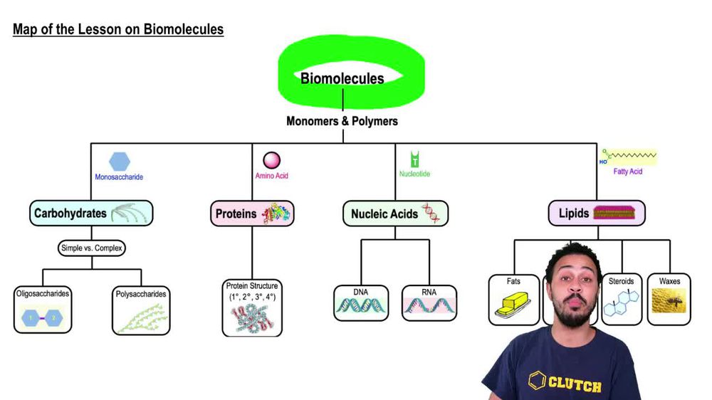Beginners Guide to MACROMOLECULES | Pearson+ Channels
