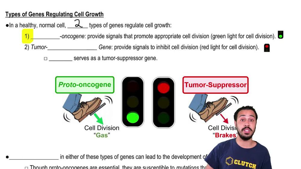 Oncogenes and Tumor Suppressor Genes - Tumor Genetics | Pearson+ Channels