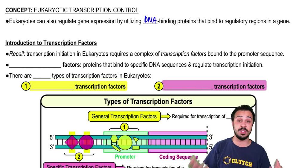 A high rate of gene transcription in eukaryotic cells is usually ... | Pearson+ Channels