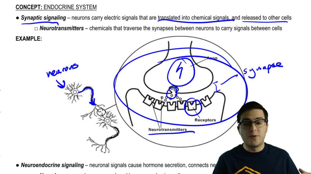 Overview of the Endocrine System | Pearson+ Channels