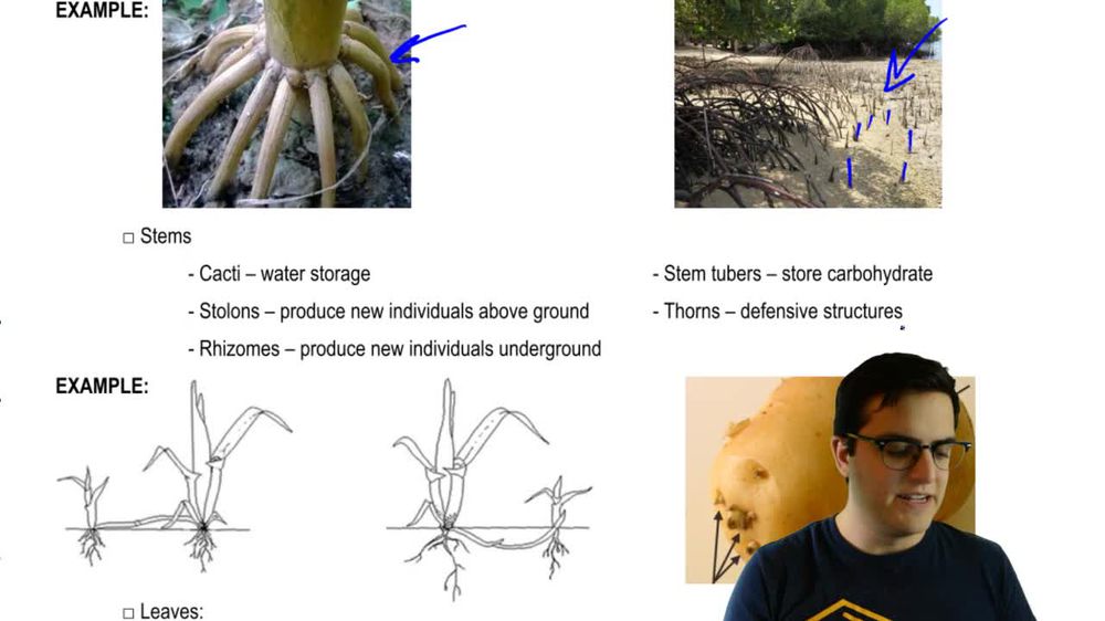 A cross section of a plant part exposes epidermis, a thick cortex ...