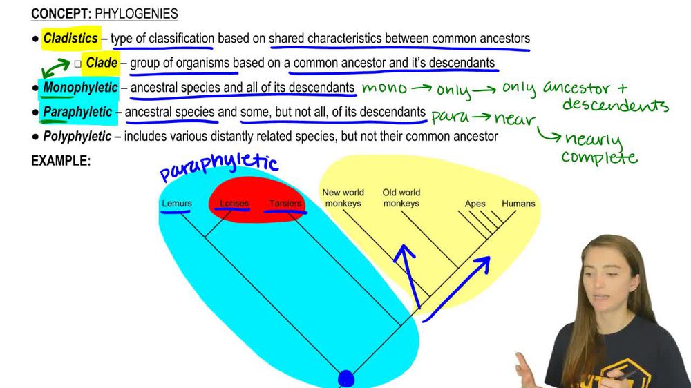 What does a branch point in a phylogenetic tree represent? | Pearson+ ...