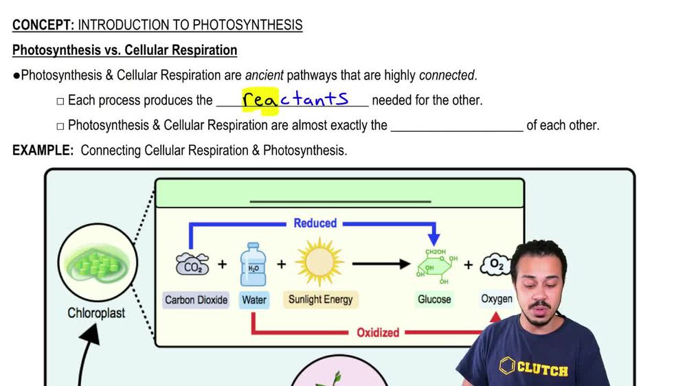Photosynthesis vs. Cellular Respiration | Pearson+ Channels