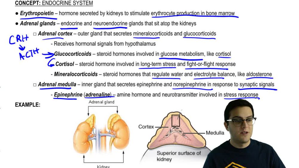 Overview of the Endocrine System | Pearson+ Channels