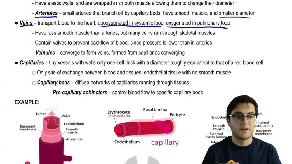 Animation: The Human Heart and Circulation | Pearson+ Channels