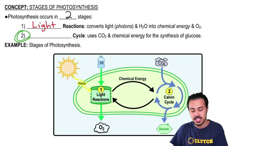Map of the Lesson on Photosynthesis | Pearson+ Channels