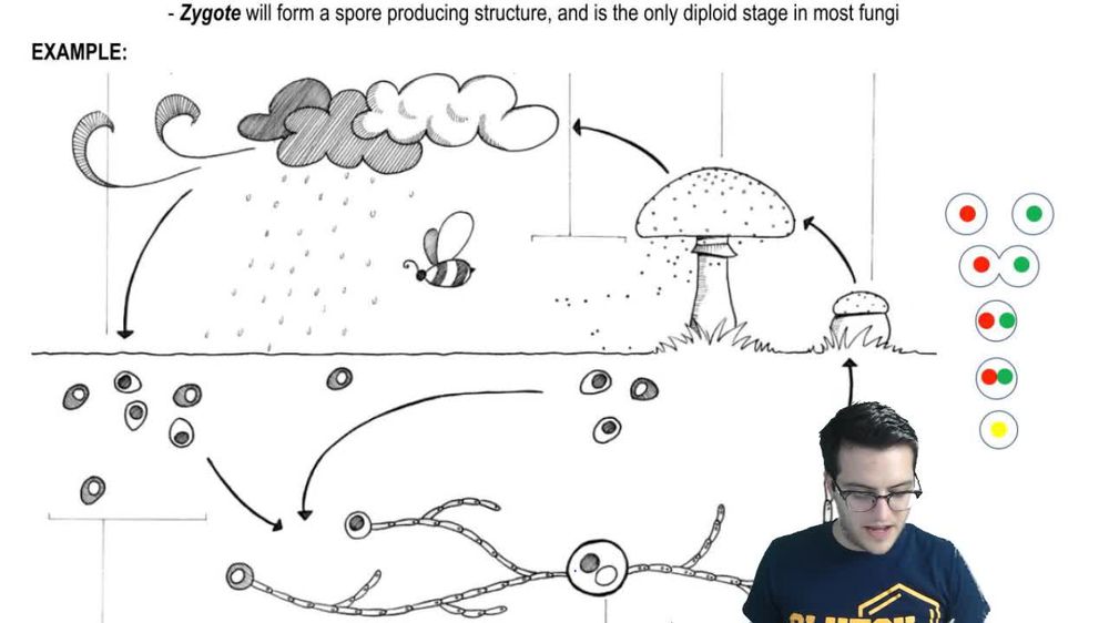 Animation: Life Cycle of a Mushroom | Pearson+ Channels