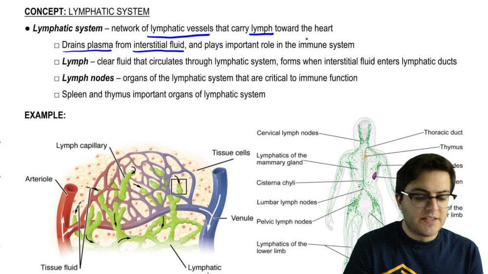 Animation: The Human Heart and Circulation | Pearson+ Channels
