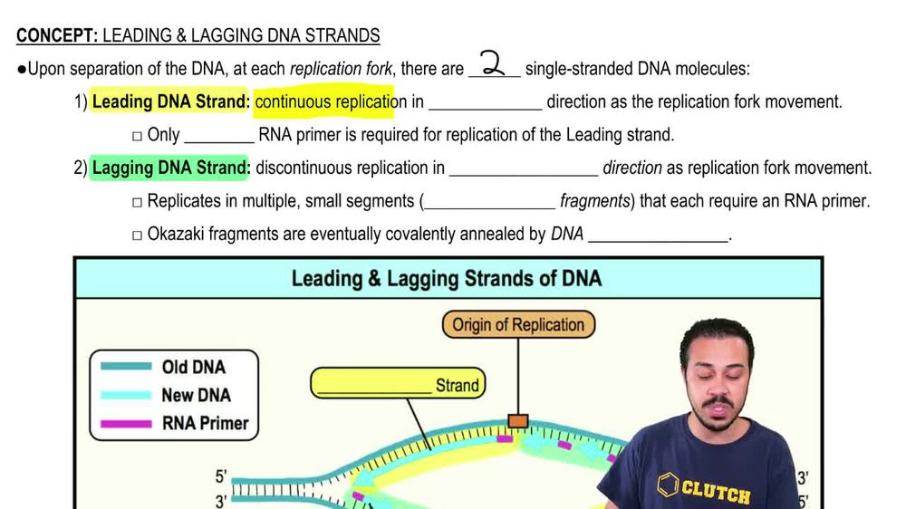 DNA Replication- Leading vs Lagging Strand | Pearson+ Channels DNA Replication- Leading vs Lagging Strand | Pearson+ Channels