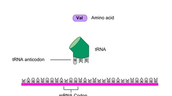 Animation: Elongation Cycle of Translation | Pearson+ Channels