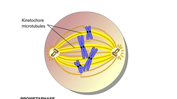 Mitosis | Interphase, Prophase, Metaphase, Anaphase and Telophase ...