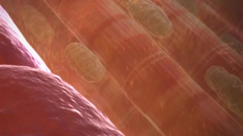 Animation: Overview of Cellular Respiration | Pearson+ Channels