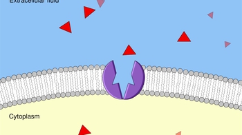 Animation: Facilitated Diffusion | Pearson+ Channels