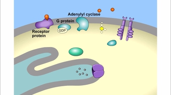 Animation: Binding of Hormones | Pearson+ Channels