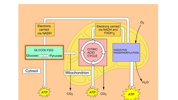 Animation: Overview of Cellular Respiration | Pearson+ Channels