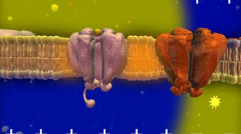 Synapse | Neurones | GCSE Biology (9-1) | kayscience.com | Pearson+ ...