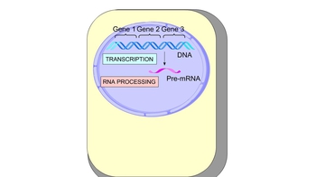 Animation: Overview of Protein Synthesis in Eukaryotes | Pearson+ Channels