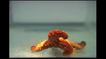 The water vascular system of a sea star functions in ...