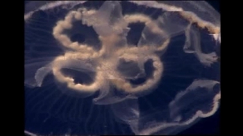 The choanocyte of a sponge and the nematocyst of a cnidarian both ...