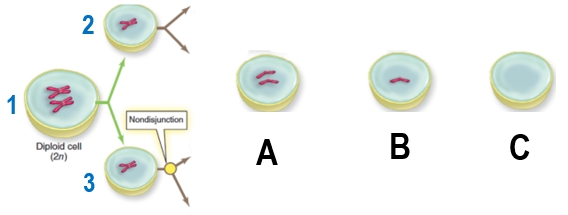 Genetic Variation During Meiosis Video Tutorial & Practice | Pearson+ ...