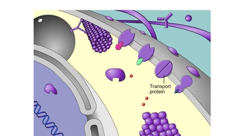 Animation: Protein Structure | Pearson+ Channels