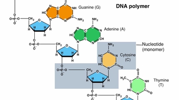 Enzymes that break down DNA catalyze the hydrolysis of the covale ...